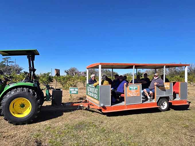 All aboard the kumquat express, where the destination is delicious and the journey involves a tractor pulling you through citrus paradise like agricultural royalty.