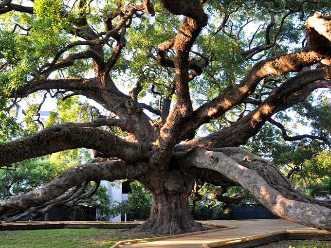 Those branches have been reaching for the sky since before your great-grandparents were born, and they're not stopping now.