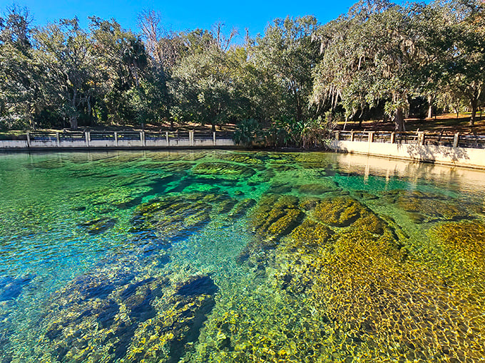 Nature's own infinity pool: Salt Springs' crystal-clear waters reveal an underwater landscape that would make aquarium designers weep with envy.