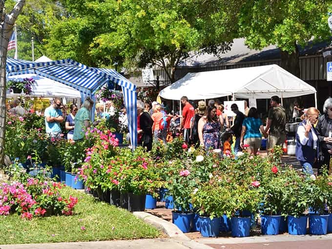 The festival transforms downtown Winter Garden into a botanical wonderland where plant enthusiasts gather like it's the horticultural event of the season.