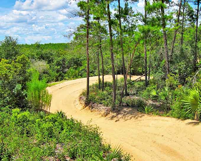 Sandy trails wind through Florida's largest sand pine scrub forest like nature's own highway system, minus the traffic jams and road rage.