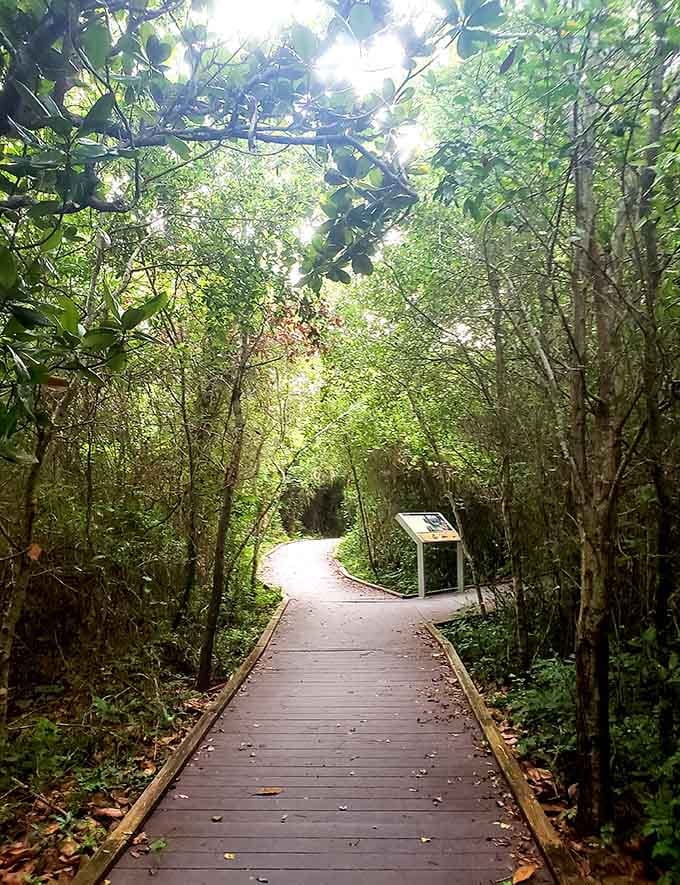 These shaded boardwalk trails wind through the preserve like nature's own highway system, minus the traffic jams and road rage.