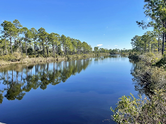 Mirror-like waters reflect towering pines in Tate's Hell State Forest, creating a double dose of natural beauty that'll make your Instagram followers green with envy.