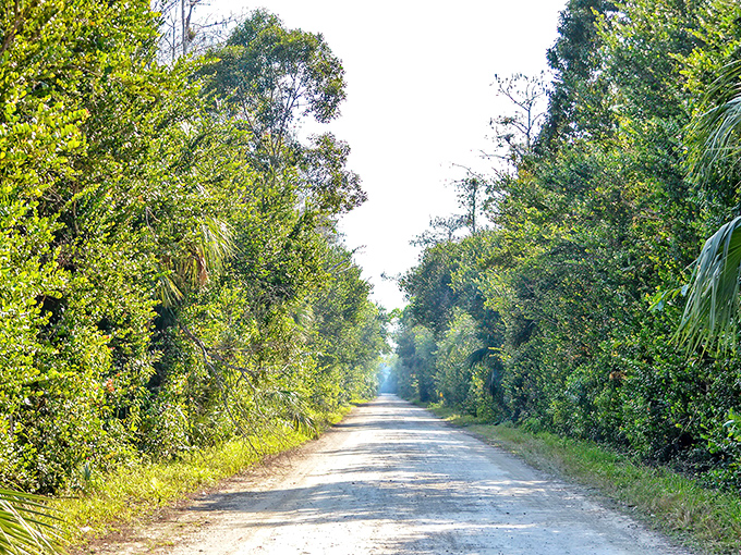 The entrance to Loop Road beckons with a tunnel of green, where civilization fades and Florida's wild heart begins to beat louder with every mile.