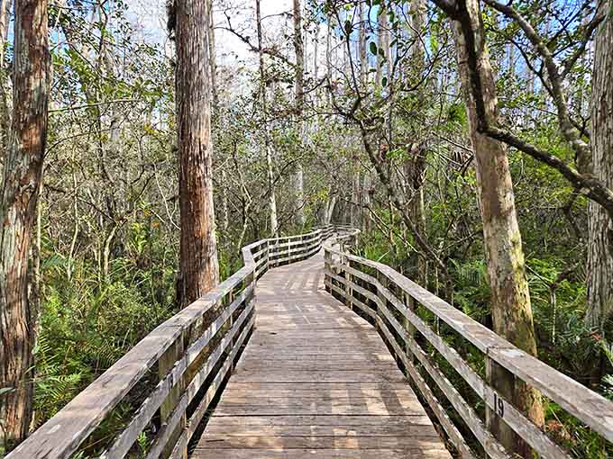The boardwalk stretches ahead like an invitation to adventure, winding through a forest that's been perfecting its look for centuries.