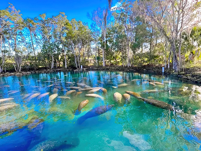 Three Sisters Springs dazzles with water so impossibly blue, you'd swear someone sneaked in overnight with food coloring and a mischievous grin.