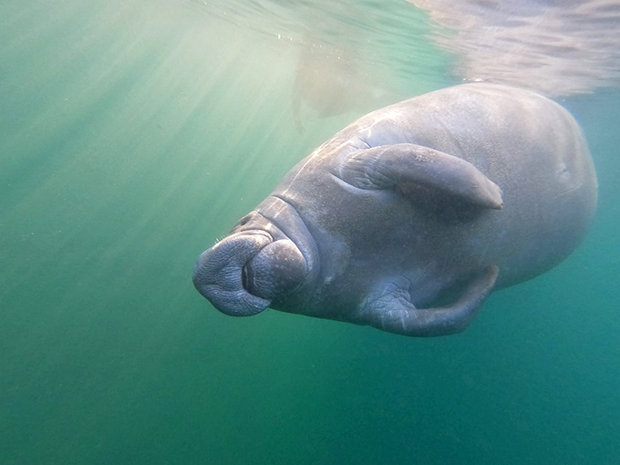A gentle giant glides through the emerald waters, its peaceful expression belying its massive size &ndash; nature's ultimate zen master.