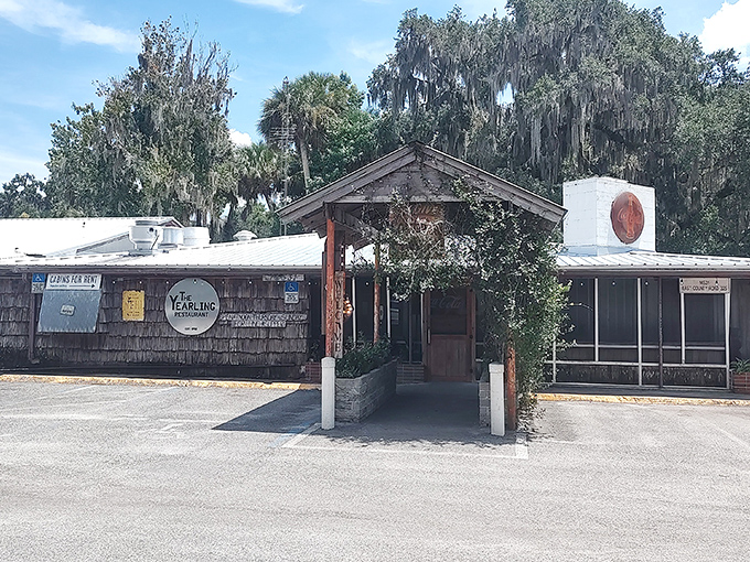 The weathered cedar-shake exterior of The Yearling Restaurant stands as a time capsule of Old Florida, Spanish moss draping the nearby oaks like nature's bunting.
