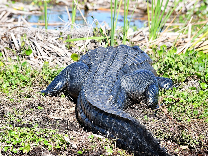 Prehistoric perfection: this alligator demonstrates the evolutionary success of "if it ain't broke, don't fix it" for 200 million years.