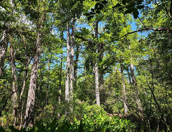 Endless green stretches in every direction, proving that nature's favorite color never goes out of style.