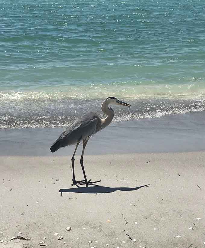 This heron has better beach posture than most yoga instructors and twice the patience.