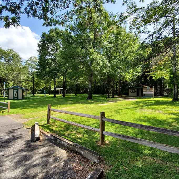 The park's open spaces and towering trees create a peaceful atmosphere where you can contemplate your achievement of reaching Florida's rooftop without needing supplemental oxygen.