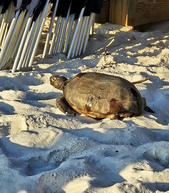 This gopher tortoise has been perfecting the art of slow living for millions of years and clearly has it figured out.