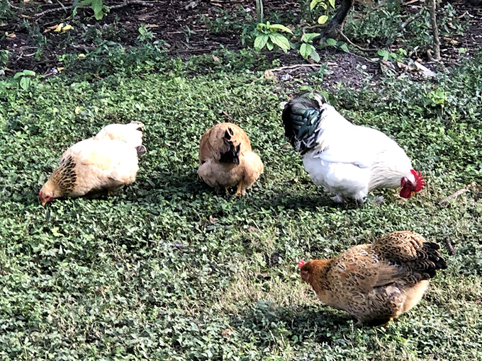 The headquarters' free-range chicken squad patrols the grounds, blissfully unaware they're working at Florida's most unusual wildlife attraction.