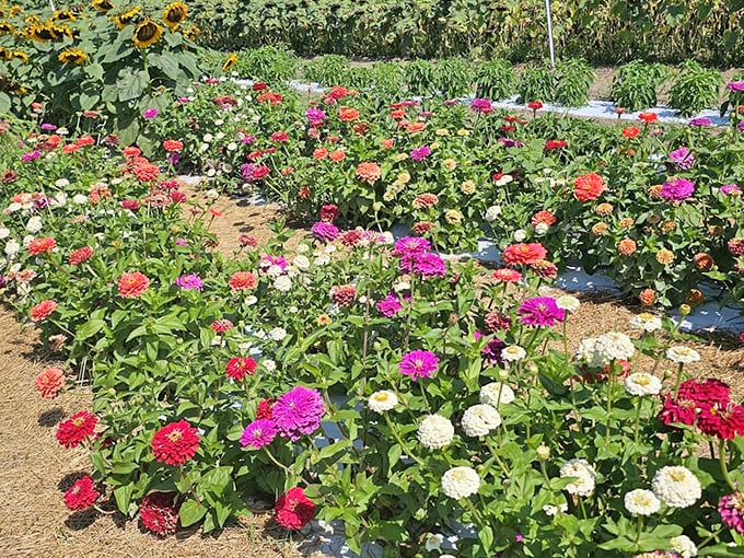 A rainbow grows from the ground up in this zinnia field, proving flowers are Earth's way of laughing in color.