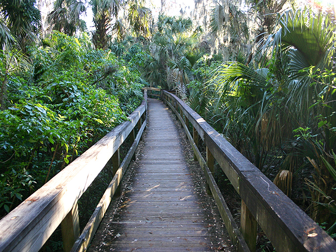 Nature's walkway: this wooden footbridge leads through a jungle-like paradise that feels worlds away from civilization.