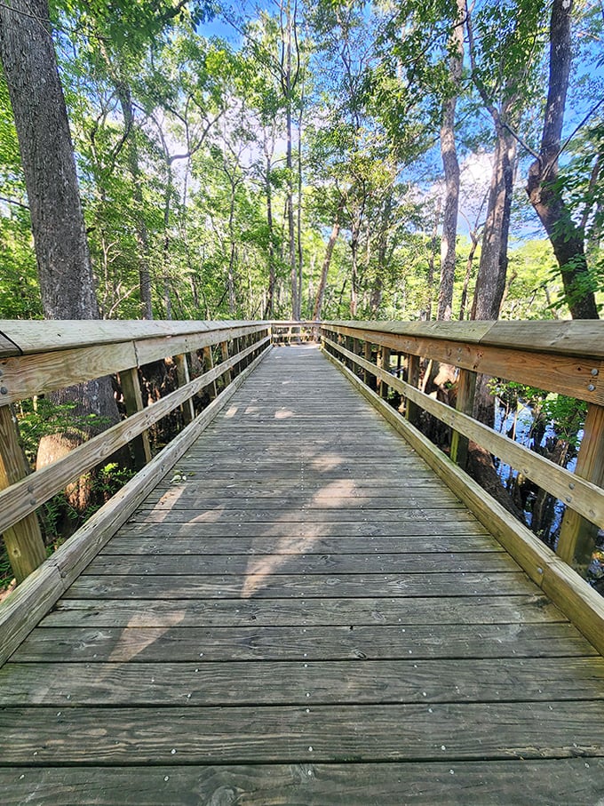 The boardwalk stretches through a cathedral of trees, inviting visitors to leave the ordinary world behind.