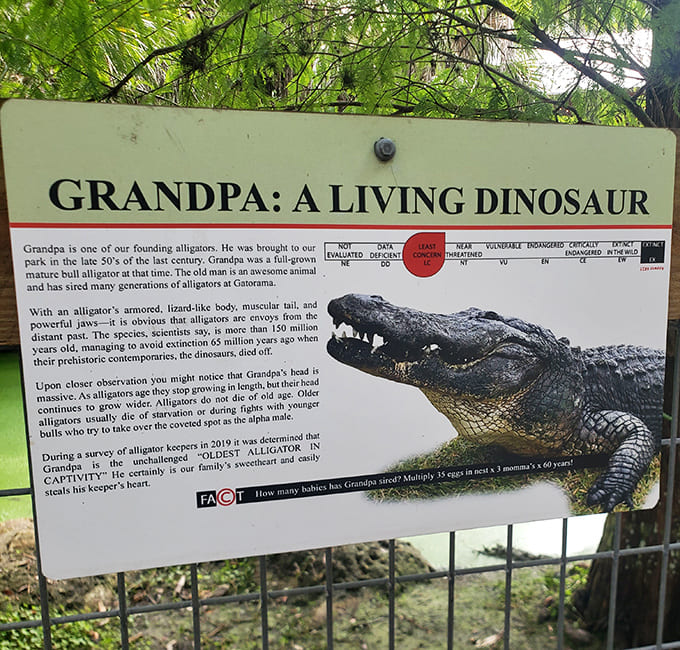 Grandpa the alligator has been around so long he probably remembers when Florida had more swamp than strip malls.