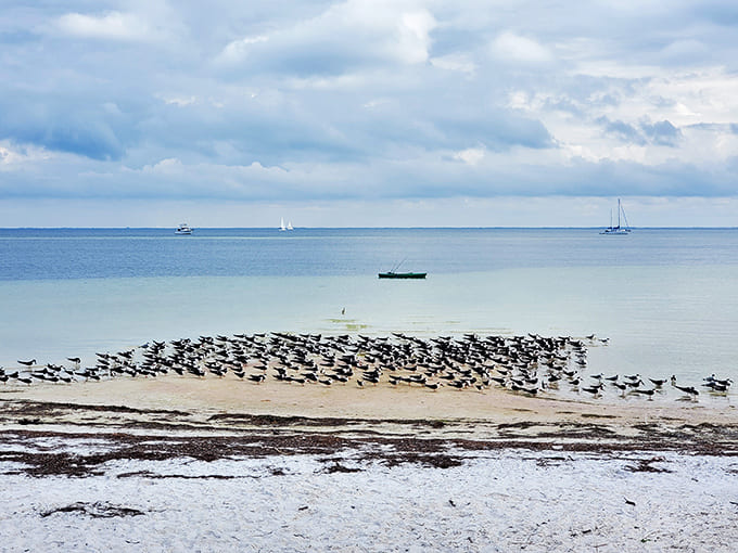 The beach meets botanical garden in this unique setting where seabirds and palm trees share the same stunning views.