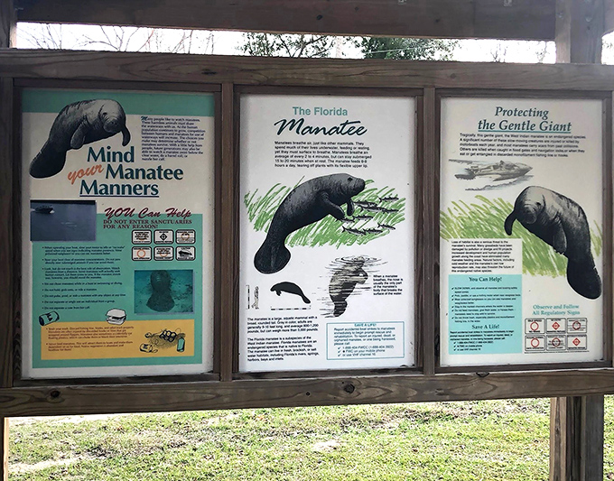Educational displays remind visitors that with great manatees comes great responsibility &ndash; these gentle creatures need our protection, not our selfies.
