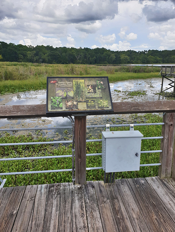 Educational signage that turns "just a walk" into "I now know more about wetland plants than my science teacher."