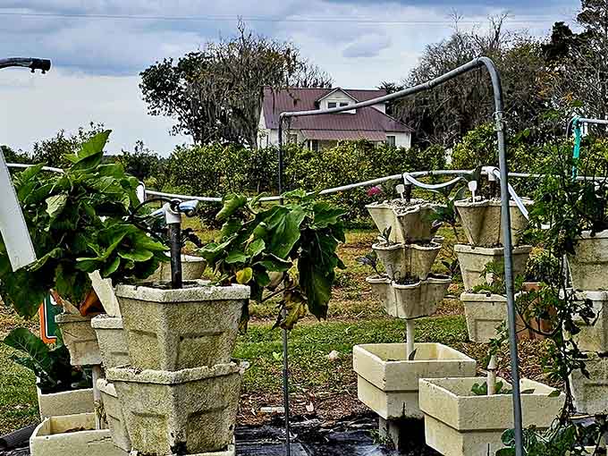 Vertical gardening meets kumquat cultivation in these innovative growing systems that look like agricultural Jenga but actually work beautifully for space-efficient farming.