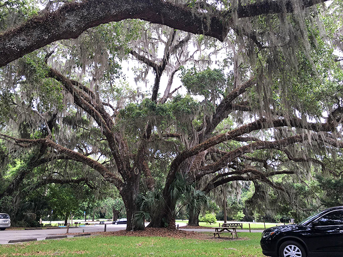 The magnificent live oak, nature's cathedral with sprawling branches draped in Spanish moss, provides welcome shade for picnickers.