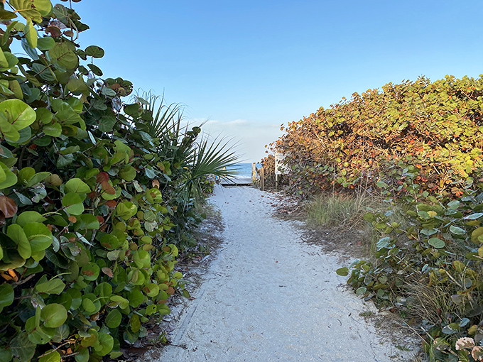 Sea grapes stand guard like natural sentinels along this sandy path, creating a corridor that whispers, "Something special awaits ahead."