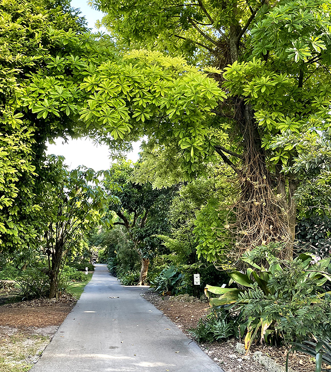A pathway invites exploration beneath a canopy of tropical foliage, where each turn promises new botanical discoveries.
