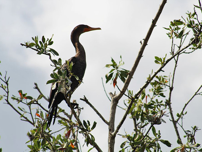 This cormorant's perched up there surveying the kingdom like it owns the place, which honestly, it kind of does.