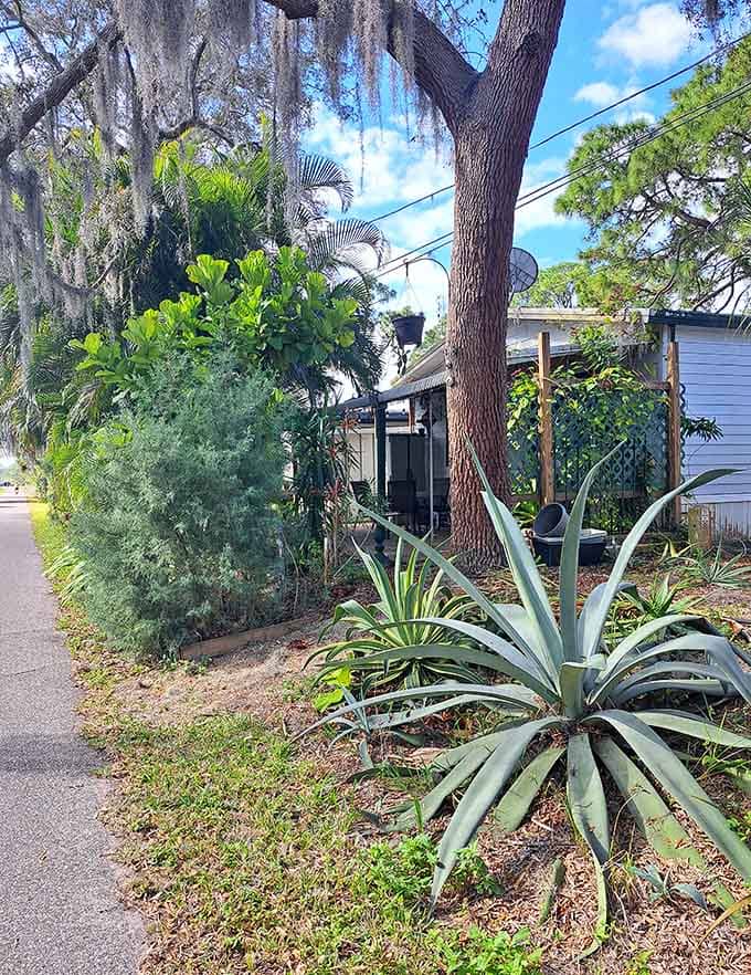 Residential areas nestle close to the trail, where Spanish moss drapes from trees like nature's own curtains, adding Southern Gothic charm to suburban Florida.