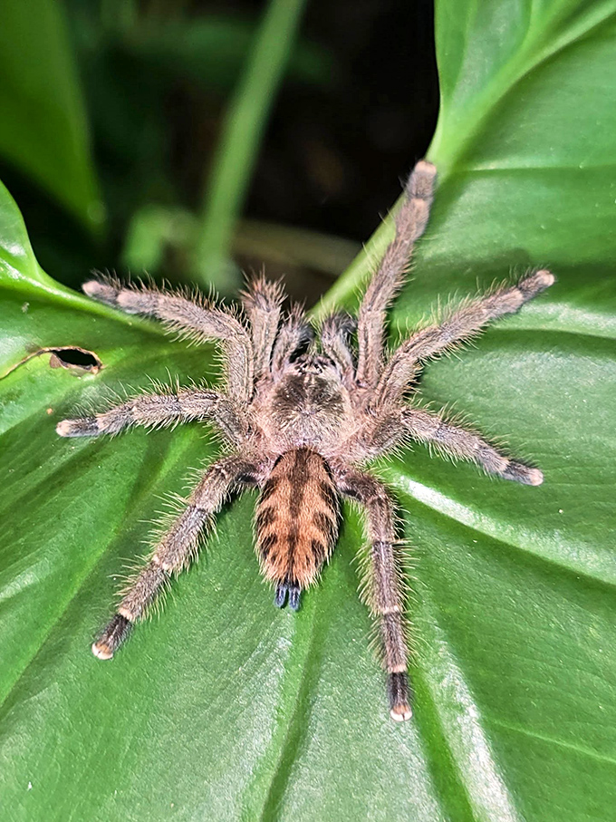 This tarantula, despite its fearsome reputation, moves with deliberate grace across its leafy domain &ndash; nature's misunderstood gardener.