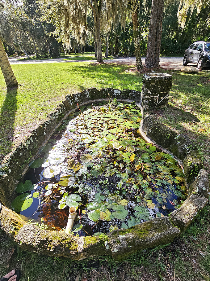 This spring-fed pond, adorned with lily pads, serves as nature's mirror reflecting centuries of Florida sky.