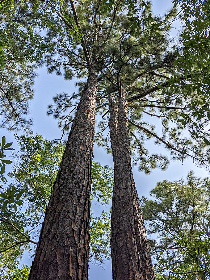 These twin pines reach skyward like nature's exclamation points &ndash; a reminder to look up and appreciate life's vertical dimensions.