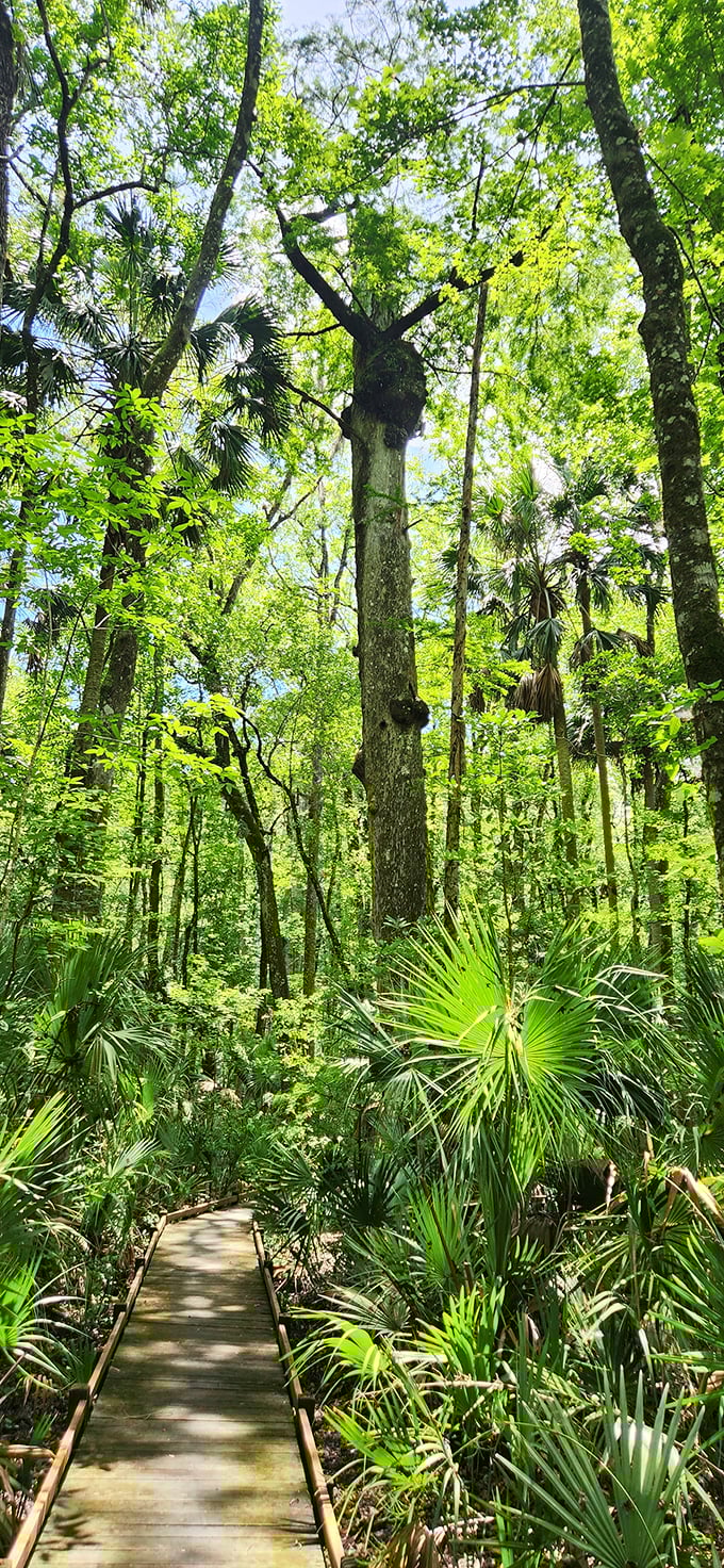 Sunlight filters through the forest canopy, creating a natural light show that changes by the minute.