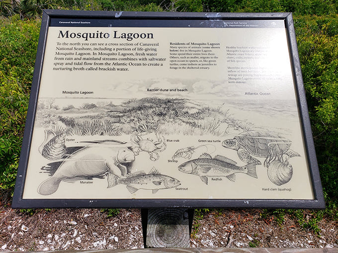 Educational signage explains the fascinating ecosystem where freshwater meets saltwater, creating a nutrient-rich environment that fish consider five-star dining.