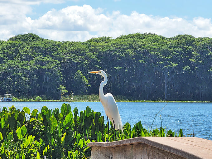 Great egrets pose with the patience of professional models, except they work for fish instead of paychecks.