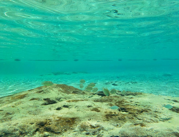 Underwater neighborhoods teeming with life &ndash; fish glide effortlessly across limestone foundations laid down millennia ago.