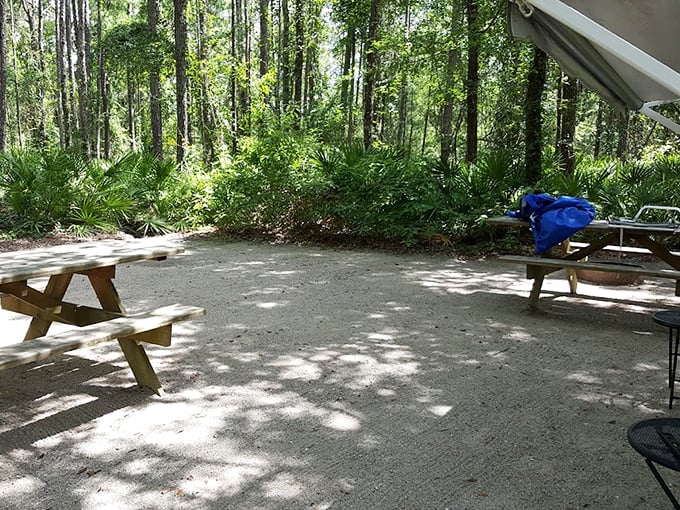 A peaceful picnic area nestled among towering pines provides the perfect spot for a sandwich and some quality squirrel-watching.