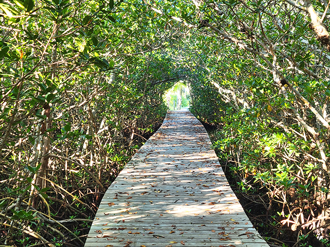 Nature's tunnel vision: A wooden boardwalk cuts through a dense mangrove forest, creating a magical corridor between two worlds.