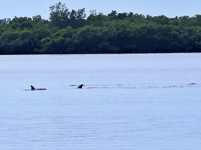 Wild dolphins cruising through the lagoon like they own the place, which technically they do, making us the lucky visitors to their home.