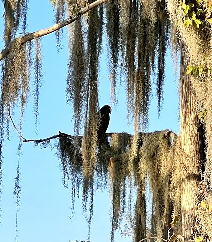 An eagle surveys its domain from moss-draped branches, reminding visitors who the real VIPs are in this untouched wilderness.