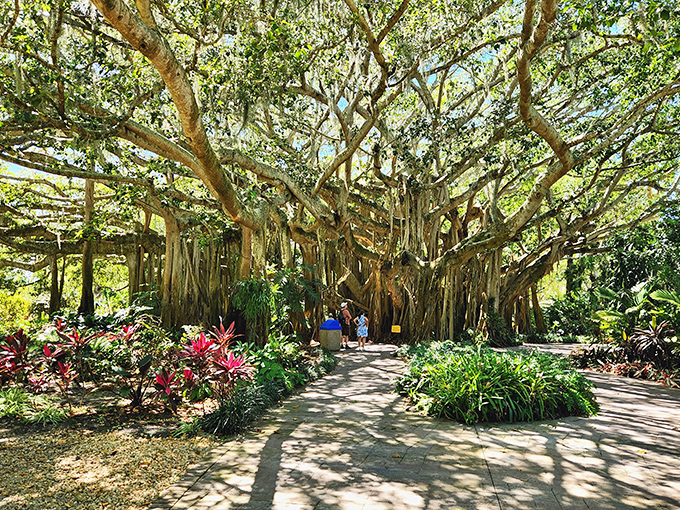 The magnificent banyan tree provides natural majesty and welcome shade, a century-old living landmark thoughtfully preserved within the colorful park.