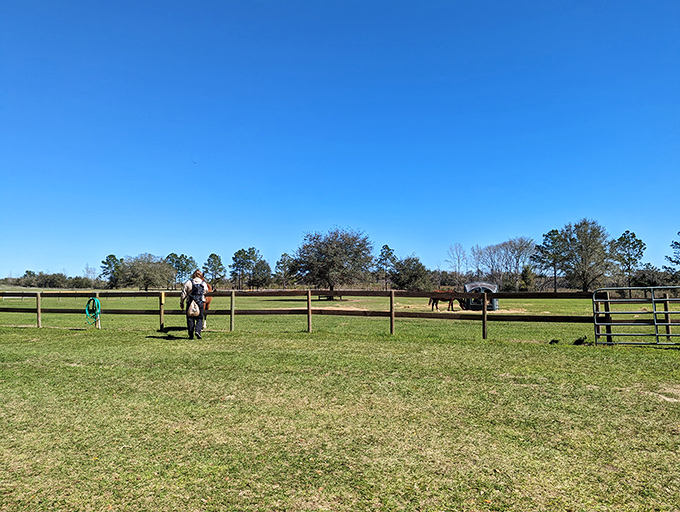 Wide open spaces and well-maintained pastures give these former working horses room to roam, run, and just be horses.