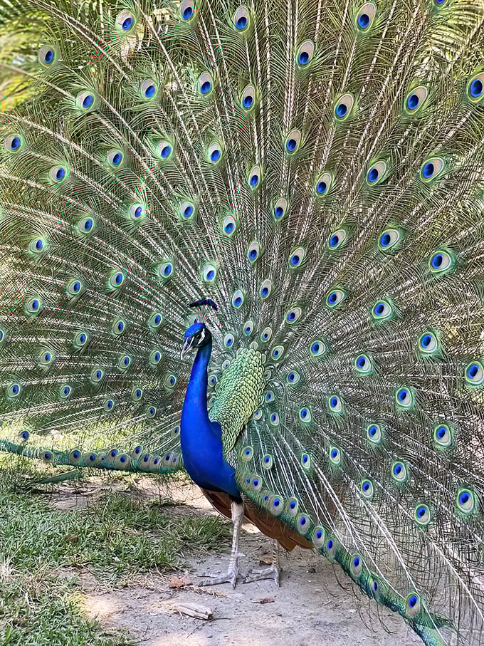 Nature's showoff &ndash; when a peacock displays its feathers, it's like witnessing evolution's most spectacular "look at me" moment.
