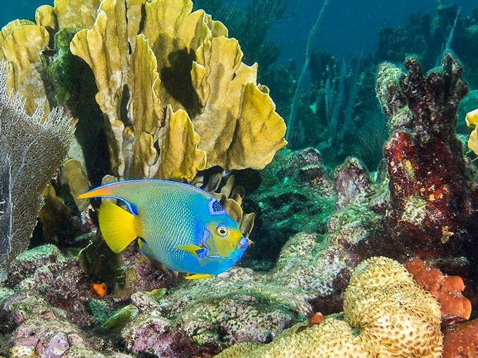 The queen angelfish struts through its underwater kingdom with colors so vibrant they'd make a peacock consider a makeover.