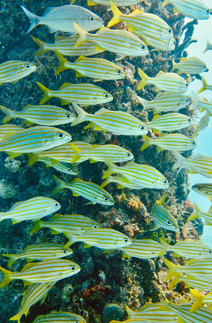 These striped fish don't just school here&mdash;they graduate with honors in making this artificial reef look like it's been here since Neptune himself ruled the seas.