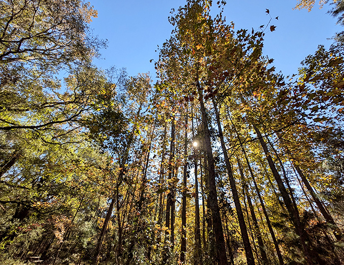Sunbeams slice through the forest canopy, creating spotlight moments among these towering sentinels.