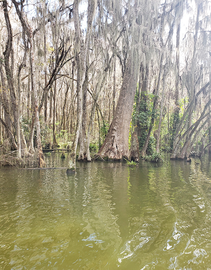These trees have been gossiping about passing boats for centuries, their Spanish moss beards growing longer with each tale.