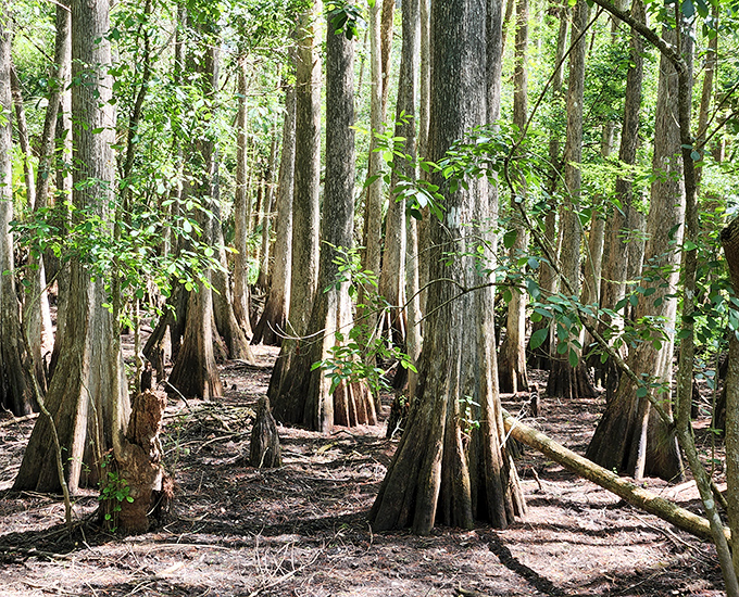 Cypress knees create a forest within a forest &ndash; nature's version of architectural columns supporting this ancient swamp cathedral.